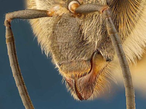 Bees’ sense of touch - Beeopic Beekeeping