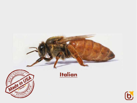 Italian honey bees - Beeopic Beekeeping