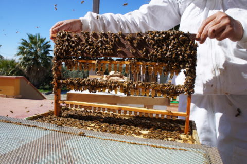 Order and shipping Queens bees - Beeopic Beekeeping
