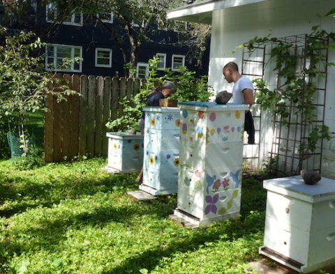 How to pick the ideal apiary location? - Beeopic Beekeeping