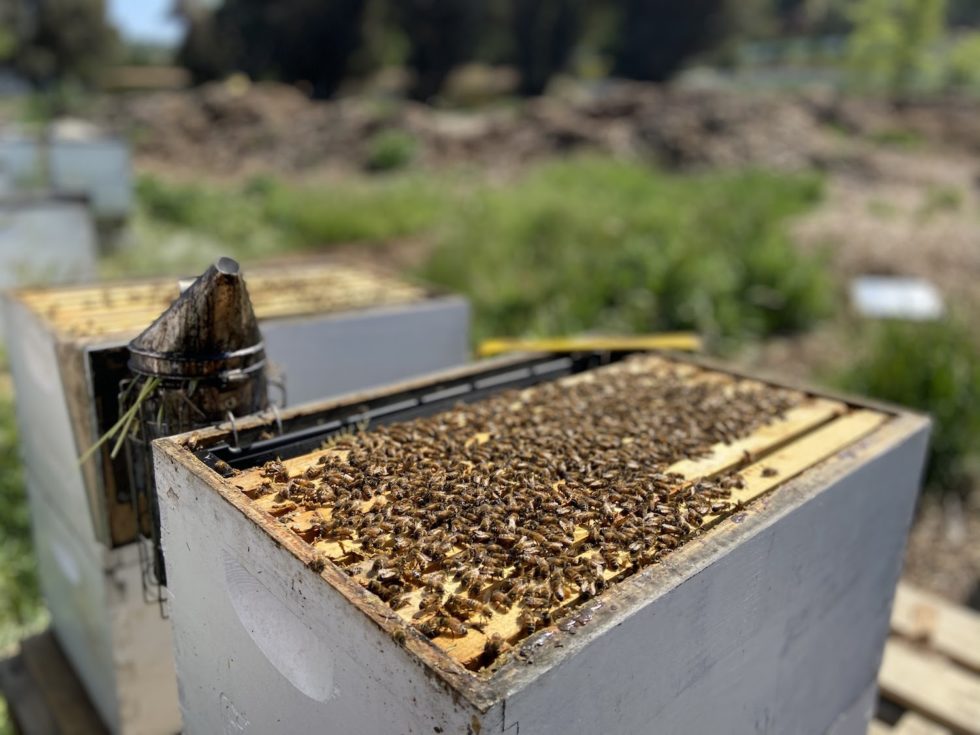 When to move bees from nuc to hive - Beeopic Beekeeping
