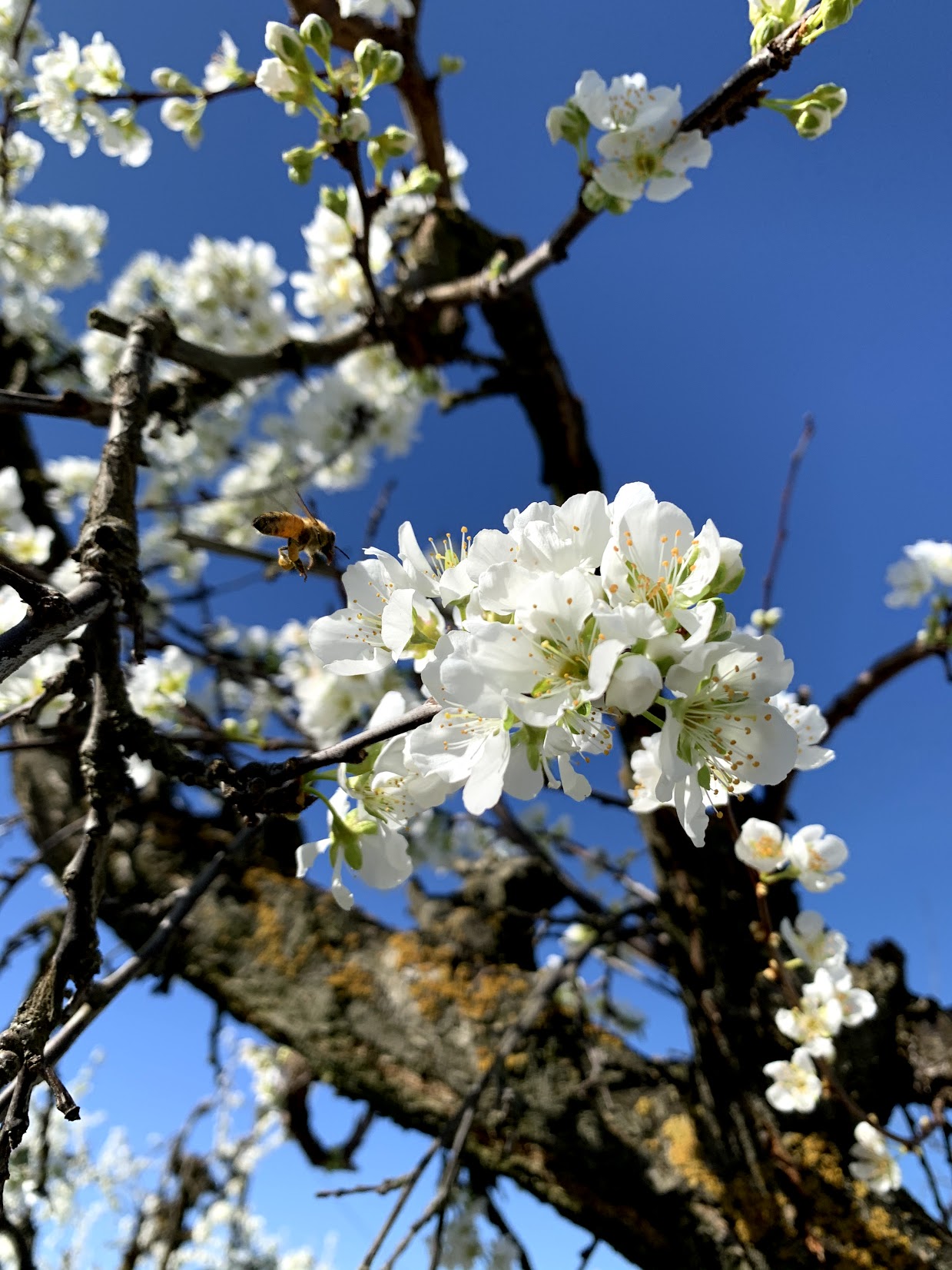 Flowering of the Plum tree - Beeopic Beekeeping
