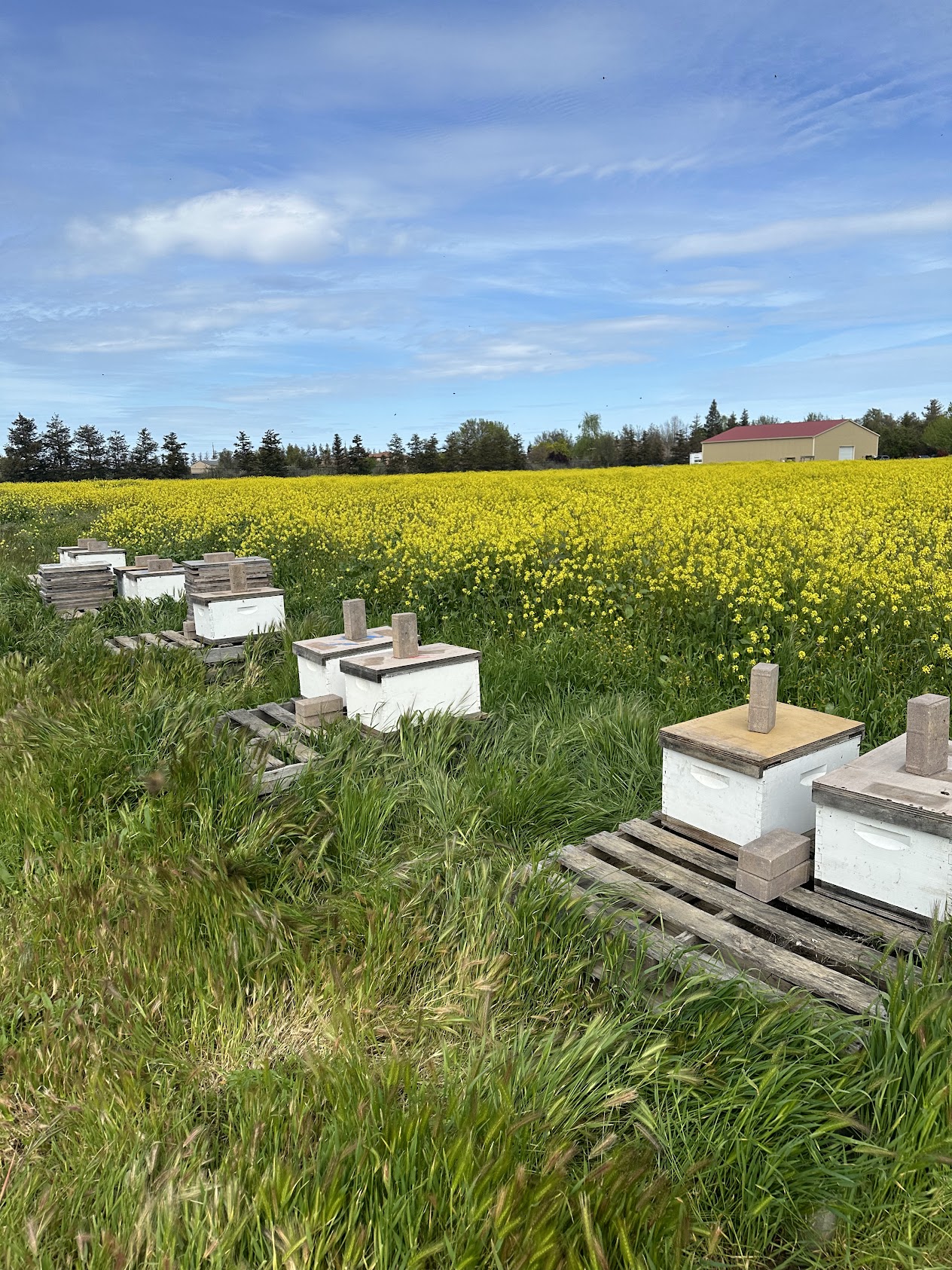 What to do at a beehive in April in Northern California - Beeopic ...