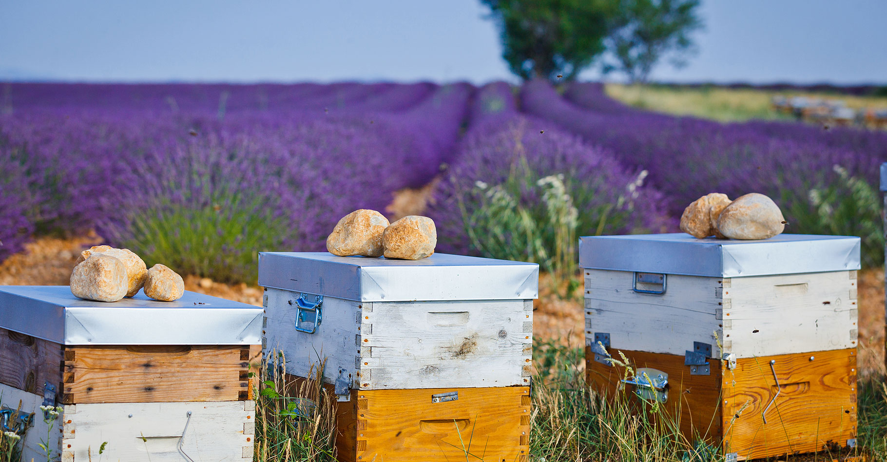 What to do at a Beehive in May in Northern California - Beeopic Beekeeping