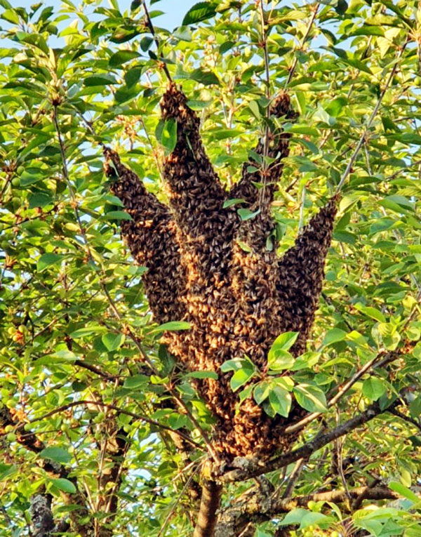 What to do at my beehive in June in Northern California - Beeopic ...