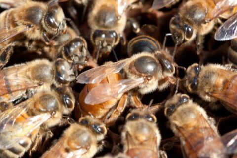 What causes the queen to stop laying in summer? - Beeopic Beekeeping