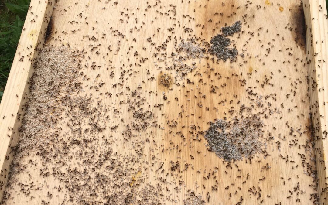 How do I get rid of ants in my hive? - Beeopic Beekeeping