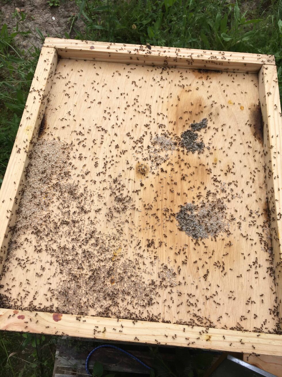 How do I get rid of ants in my hive? - Beeopic Beekeeping