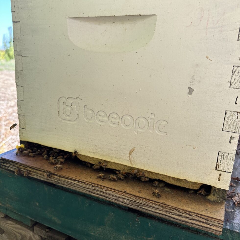 What role does propolis play in the hive? - Beeopic Beekeeping