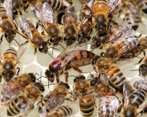What to do at my beehive in January in Bay Area California? - Beeopic ...