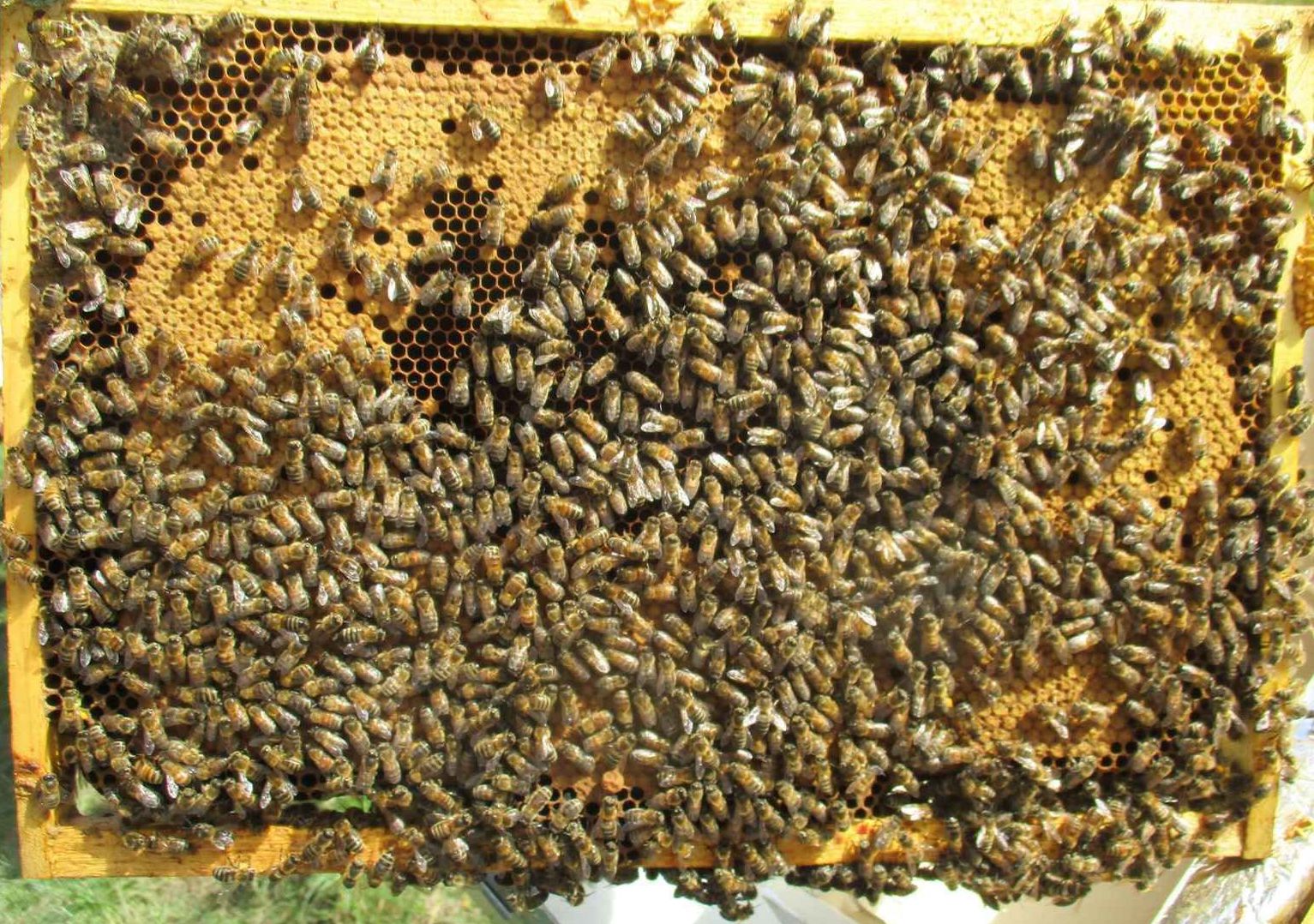 What to do at my beehive in March in Bay Area California? - Beeopic ...