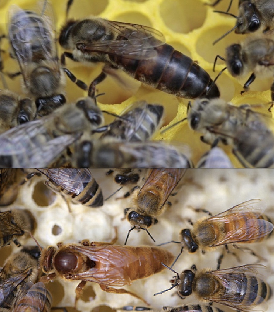 What is the difference between Carniolan and Italian queen? - Beeopic ...