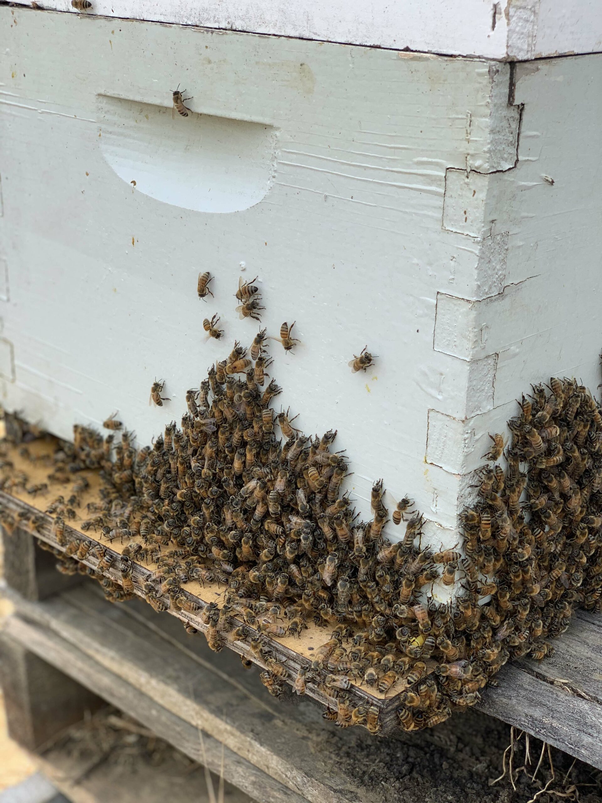 What to do at my beehive in April in Bay Area California? - Beeopic ...