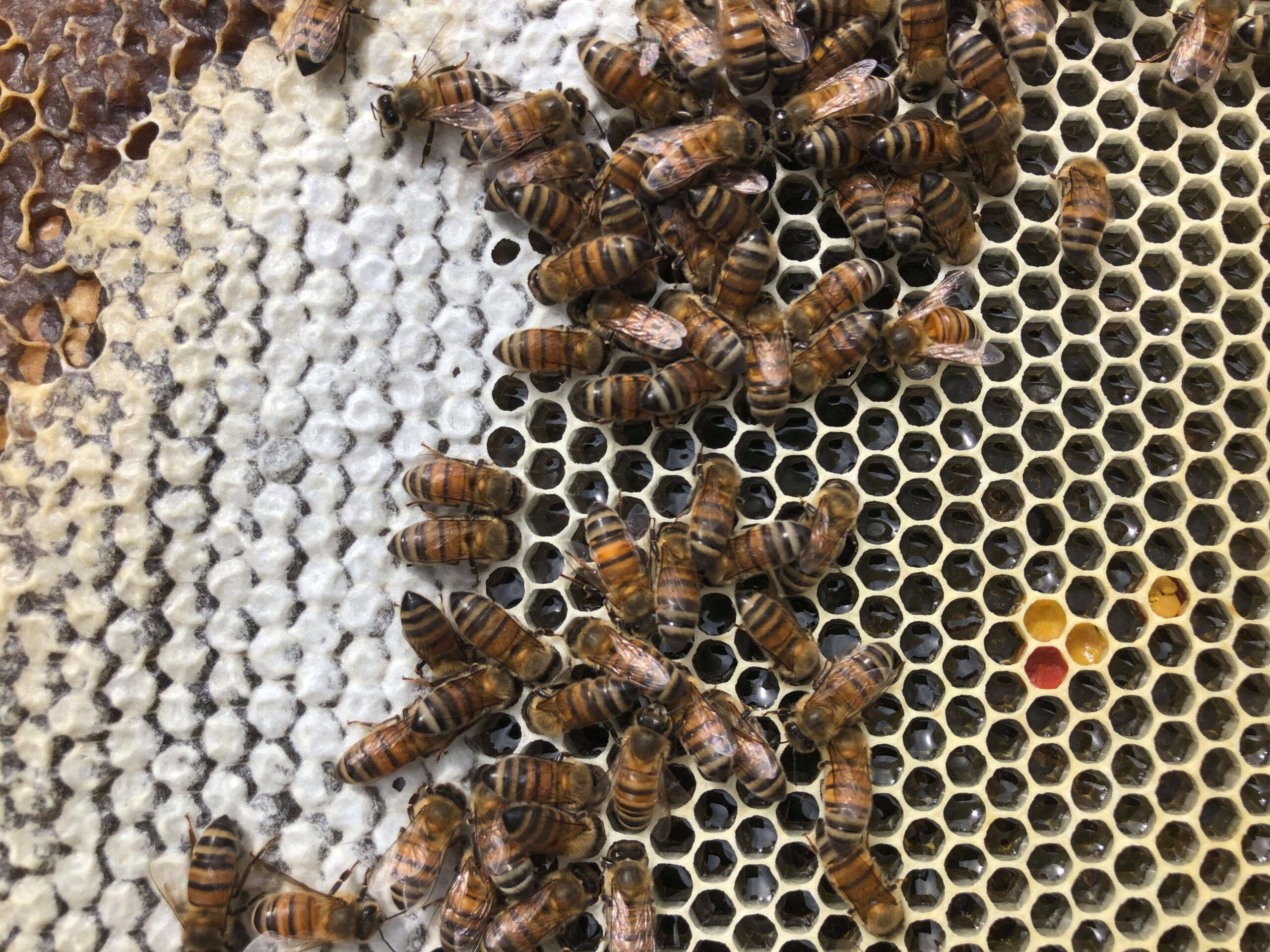What to do at my beehive in June in Bay Area California? - Beeopic ...