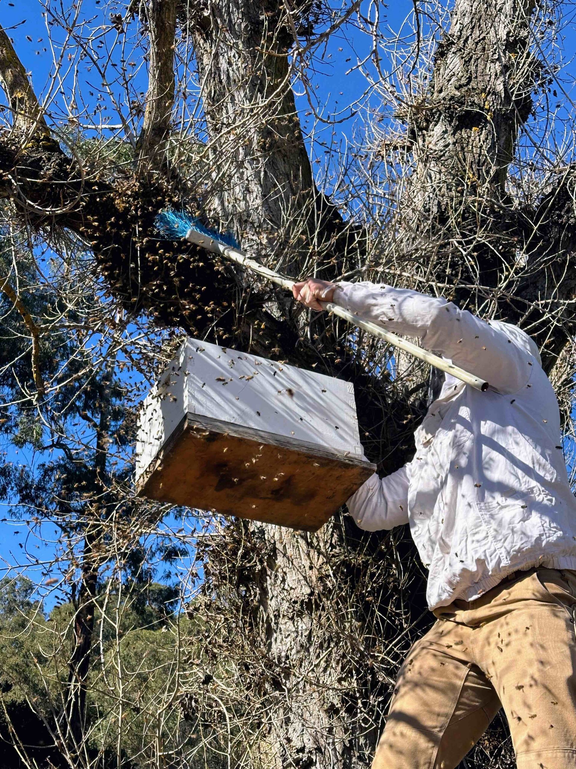 What to do at my beehive in May in Bay Area California? - Beeopic ...