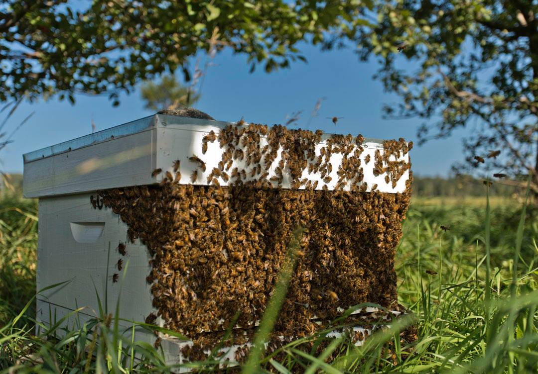 What to do at my beehive in July in Bay Area California? - Beeopic ...