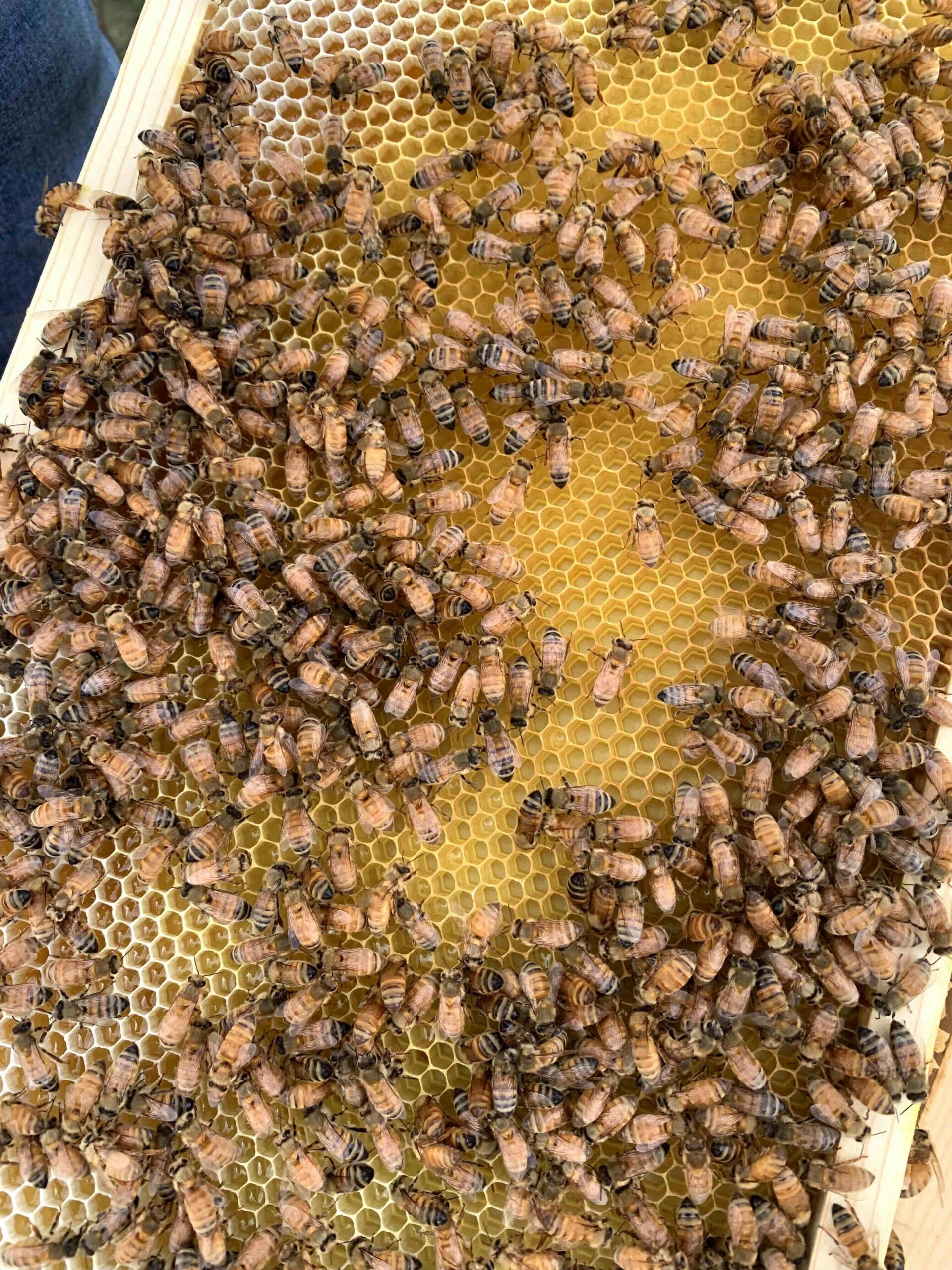 What to do at my beehive in August in Bay Area California? - Beeopic ...