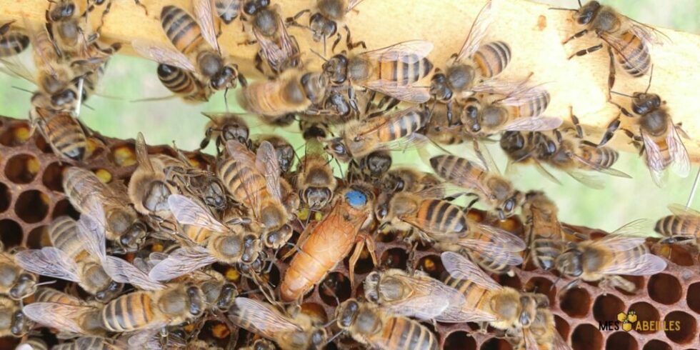 What to do at my beehive in October in Bay Area California? - Beeopic ...